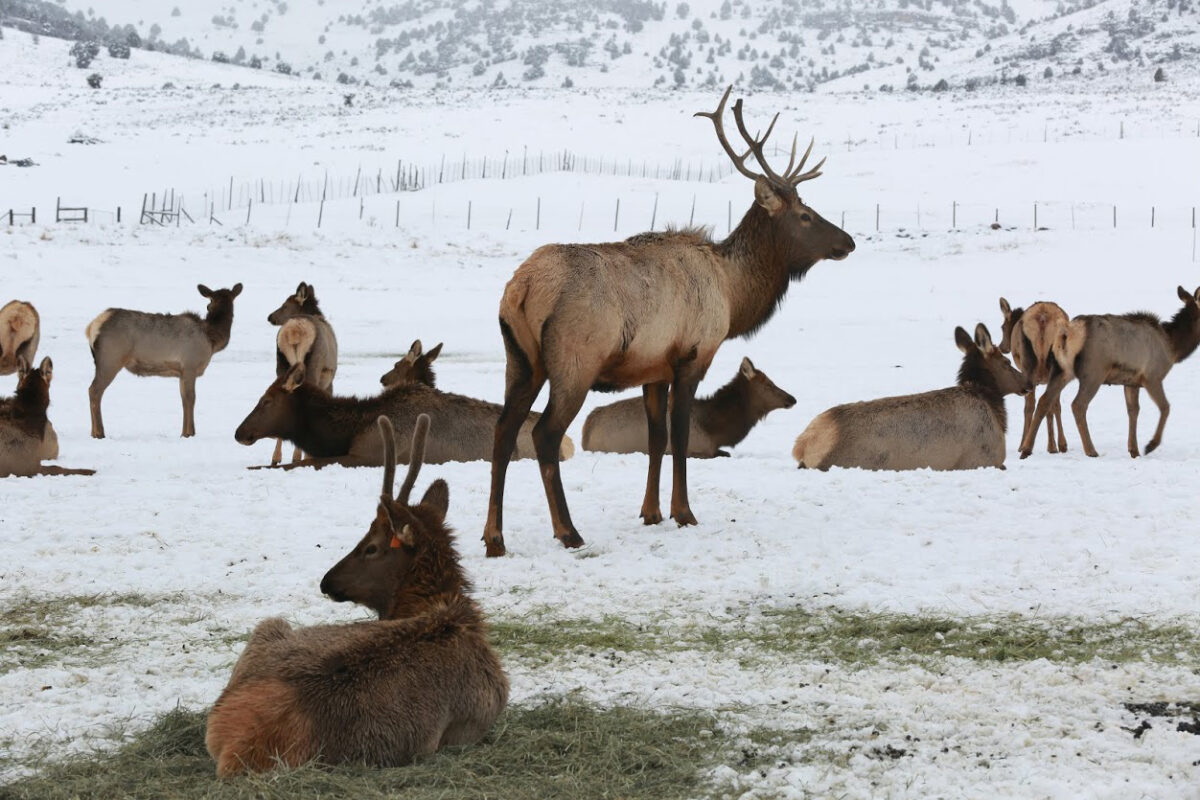Elk herd returns to Hardware Ranch | News, Sports, Jobs - Standard-Examiner